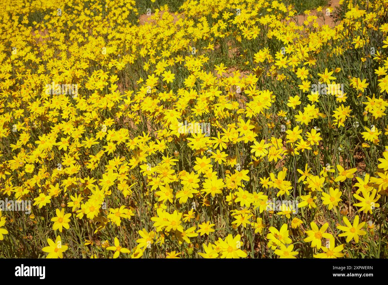 Field of wildflowers, (Annual Yellowtop - Senecio gregorii), Munga ...