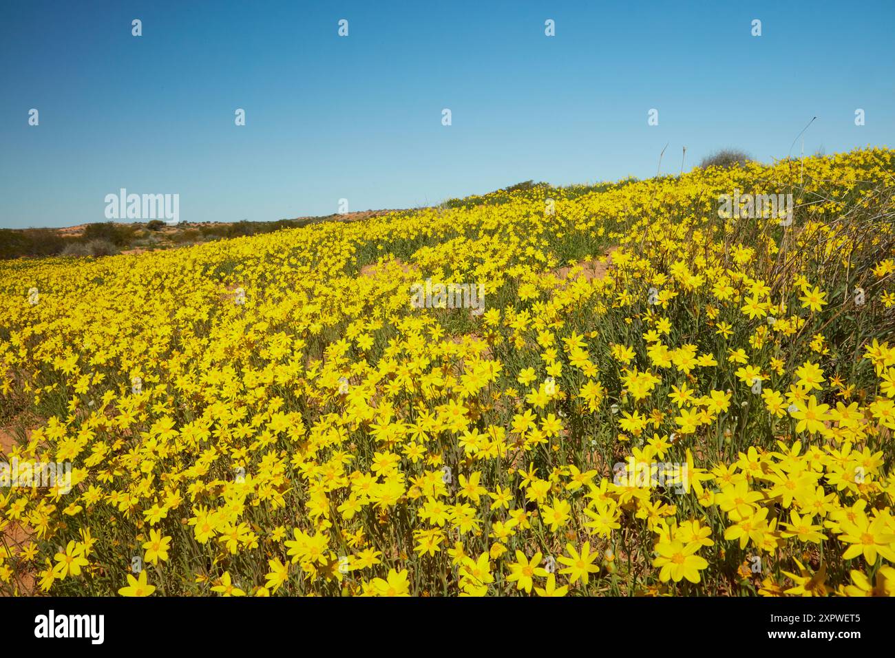 Field of wildflowers, (Annual Yellowtop - Senecio gregorii), Munga ...