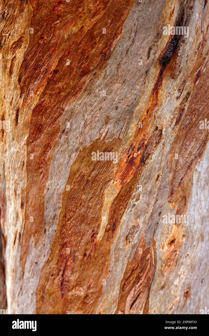 Bark on gum tree, Quilpie, outback Queensland, Australia Stock Photo ...