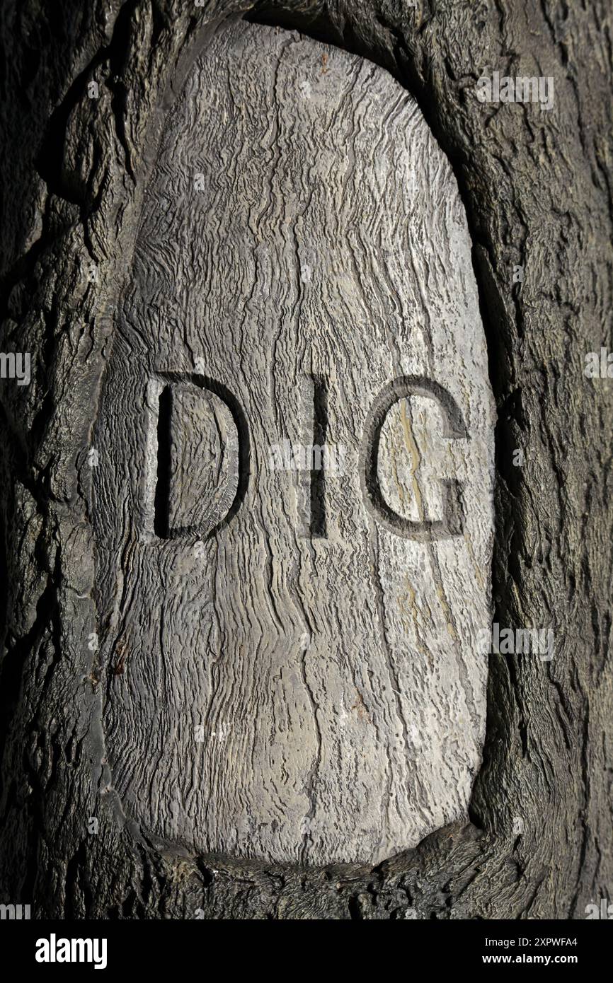 Replica of the The Dig Tree carving, Burke and Wills expedition, Coopers Creek near Innamincka ...