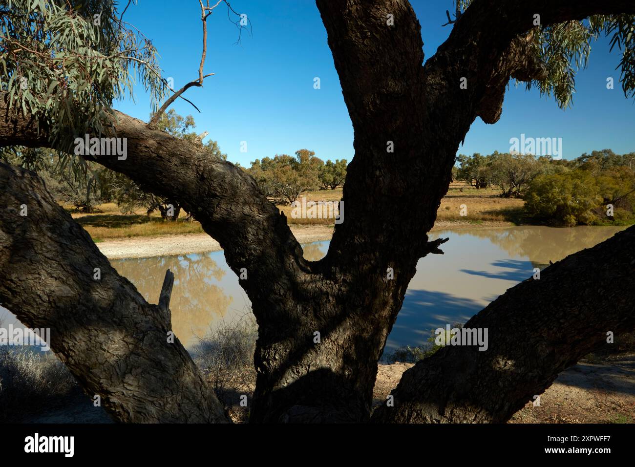 The Dig Tree, Burke and Wills expedition, Coopers Creek near Innaminka ...