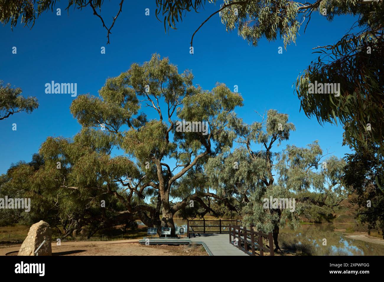 The Dig Tree, Burke and Wills expedition, Coopers Creek near Innamincka ...