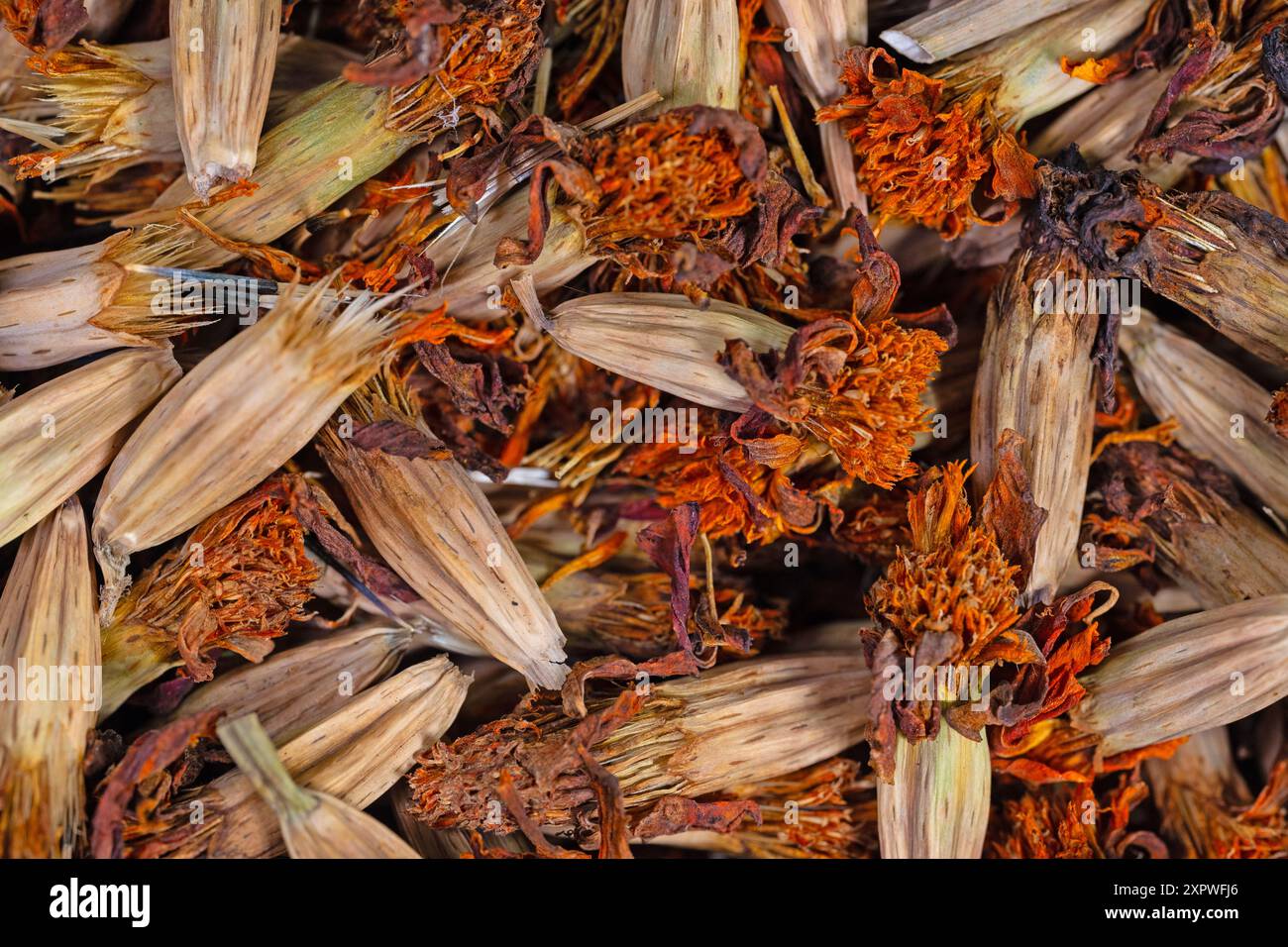 Close-up of marigold seeds Stock Photo - Alamy
