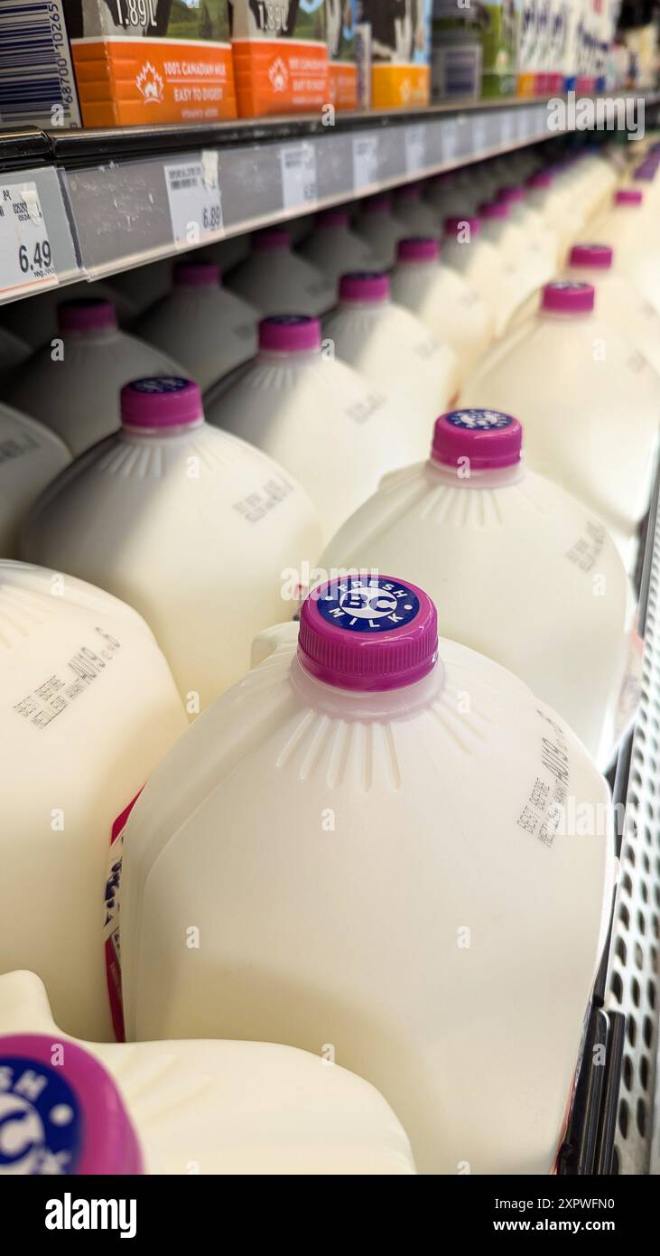 Rows of large milk bottles in the long open fridge at a shoppers drug ...