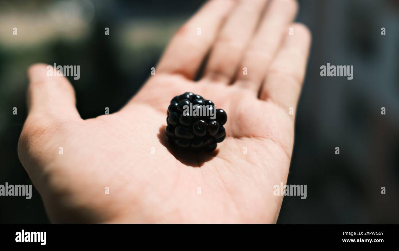 Mulberry fruits leaves mulberry hi-res stock photography and images - Alamy