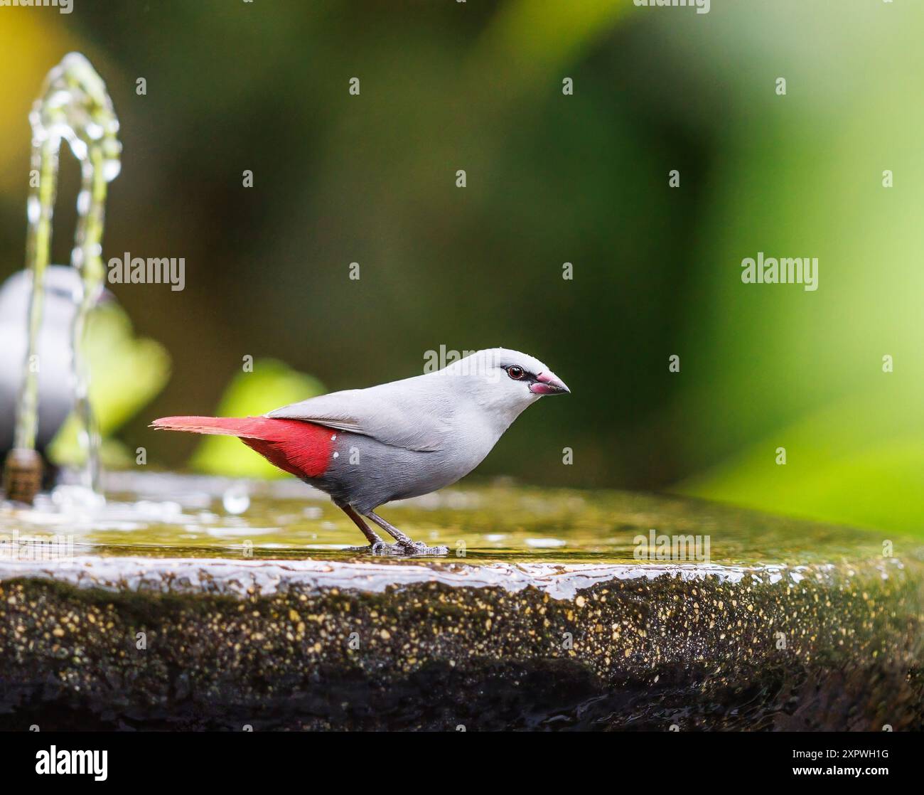 Lavender Waxbill taking a sip of water from a fountain Stock Photo - Alamy