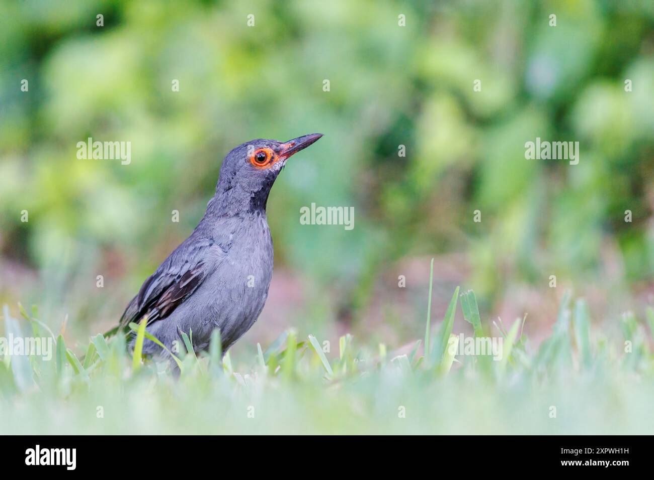 Red Legged Thrush foraging for food Stock Photo - Alamy