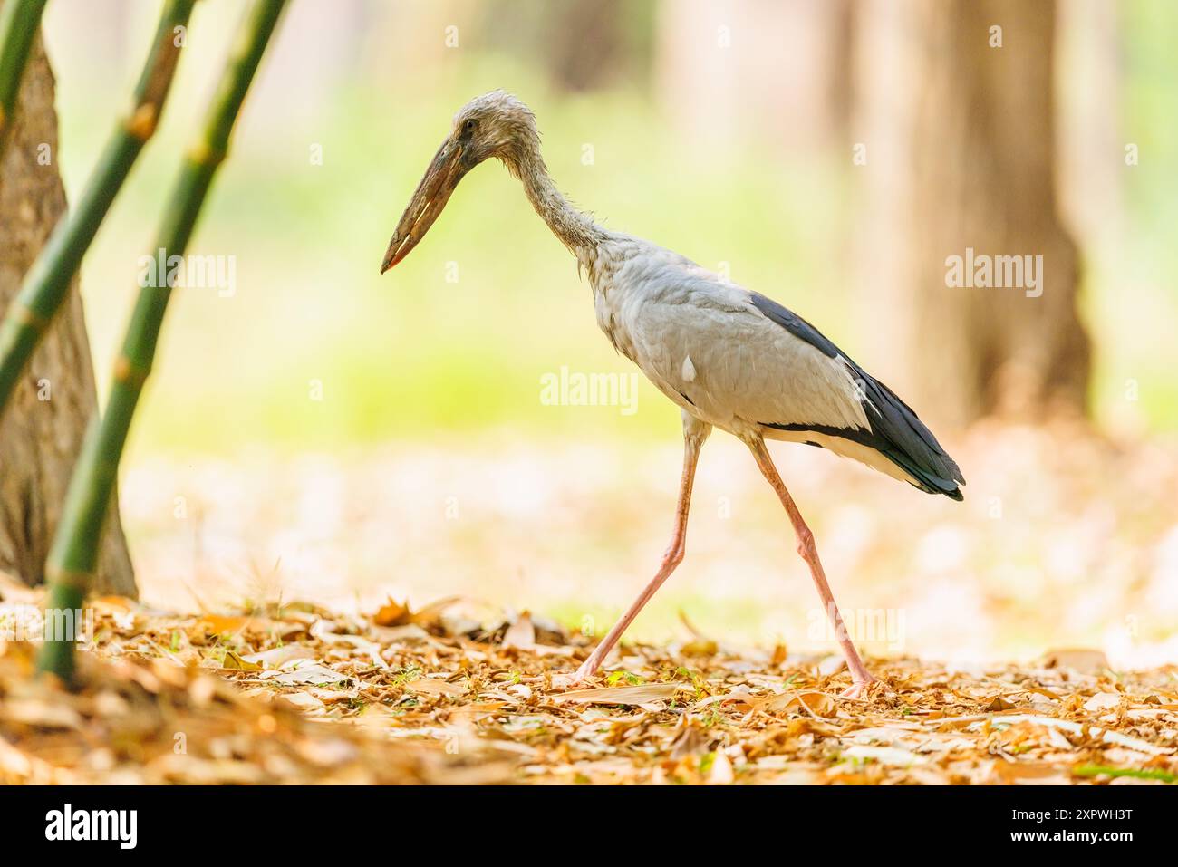 African open bill stork anastomus lamelligerus hi-res stock photography ...
