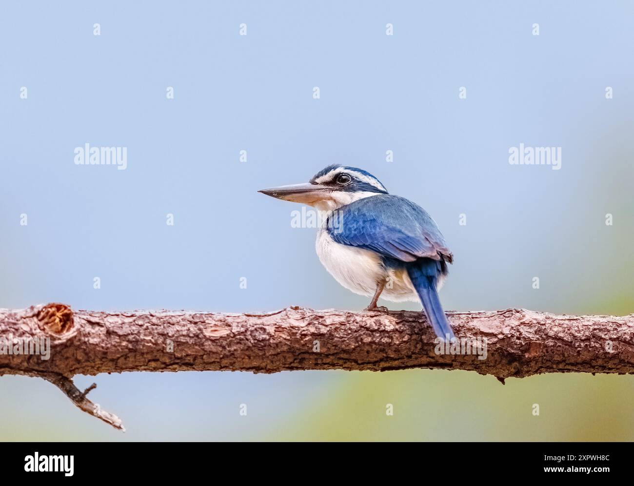 Micronesian kingfisher hi-res stock photography and images - Alamy