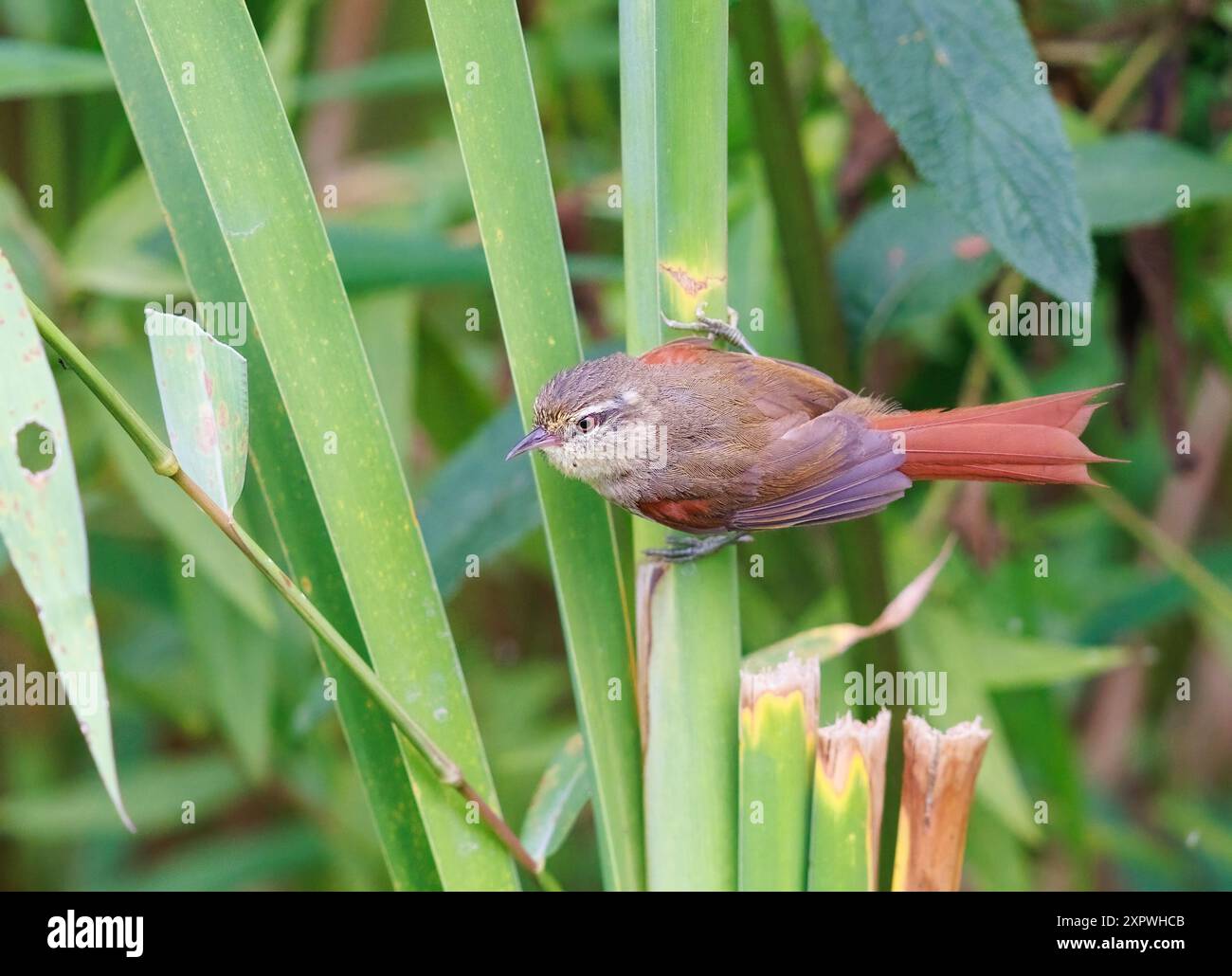 Olive Spinetail perched on a plant in the swamps Stock Photo - Alamy
