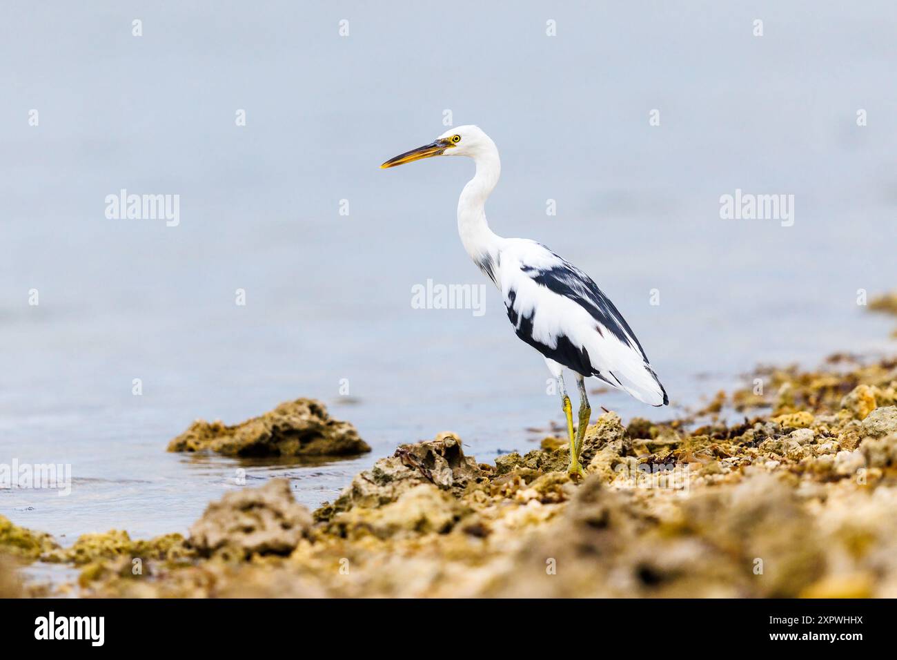 Pacific Reef Heron fishing from the banks of Tonga Stock Photo - Alamy