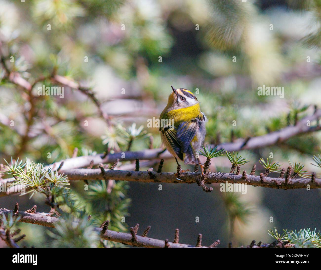 Common firecrest or firecrest hi-res stock photography and images - Alamy