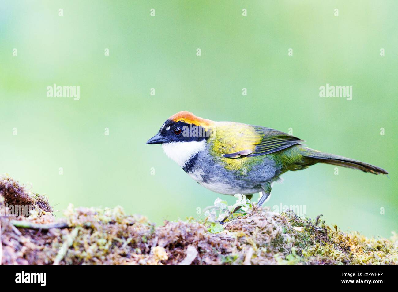 Chestnut flycatcher hi-res stock photography and images - Alamy