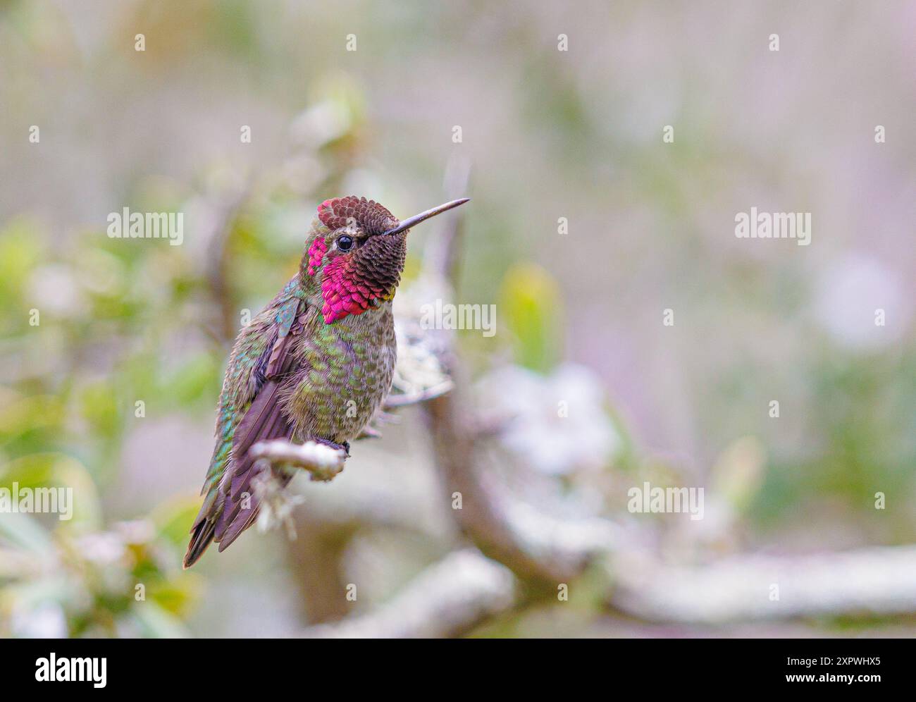 Hummingbird tree flower hi-res stock photography and images - Alamy