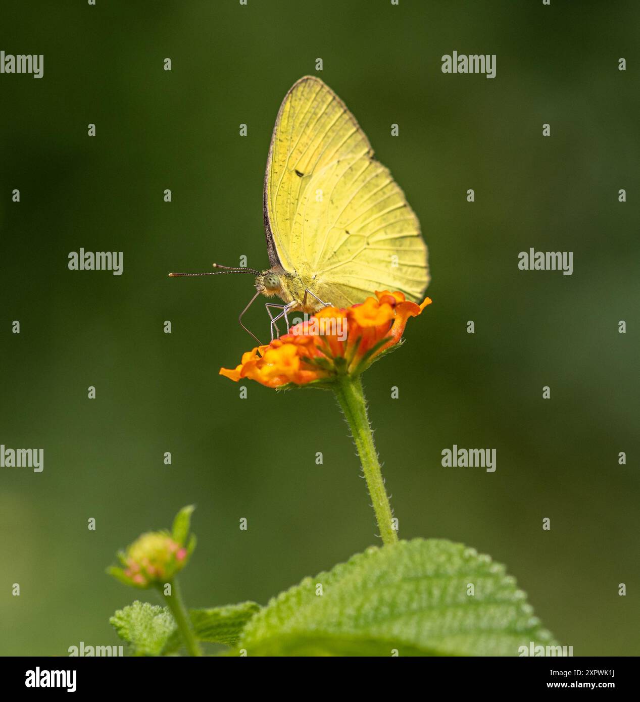 Common grass yellow Stock Photo - Alamy