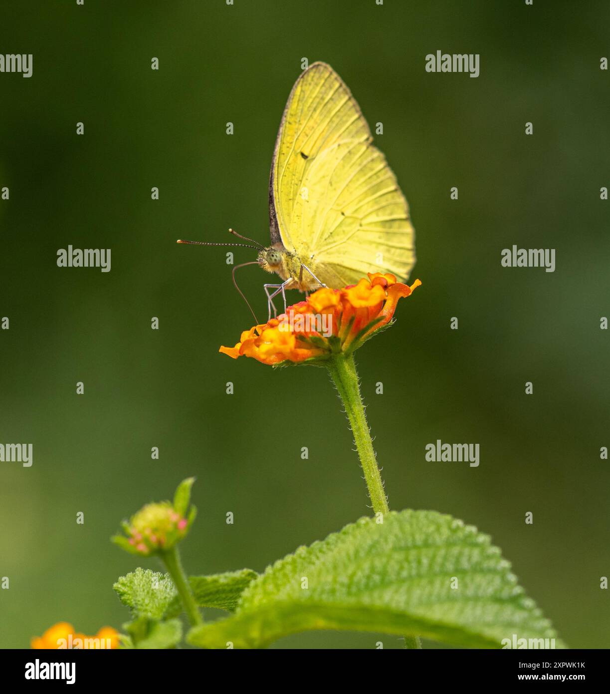 Common grass yellow Stock Photo - Alamy
