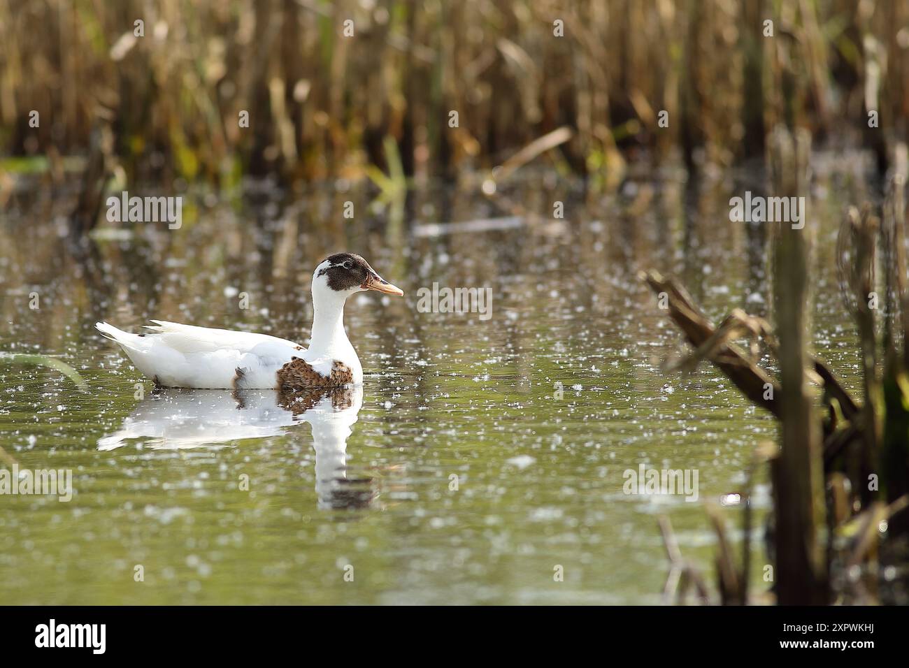 Cross of mallard and domestic duck swimming in meadow, wildlife photo ...