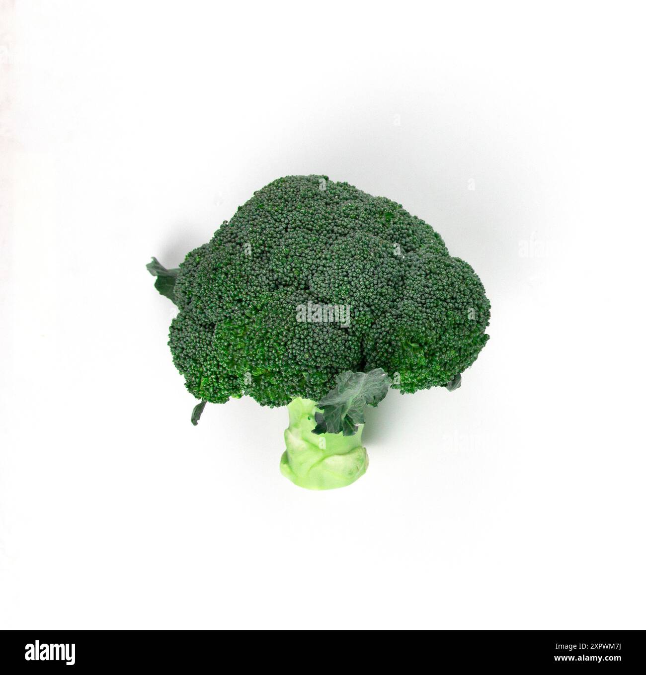A fresh broccoli isolated on white background, an Organic healthy food ...