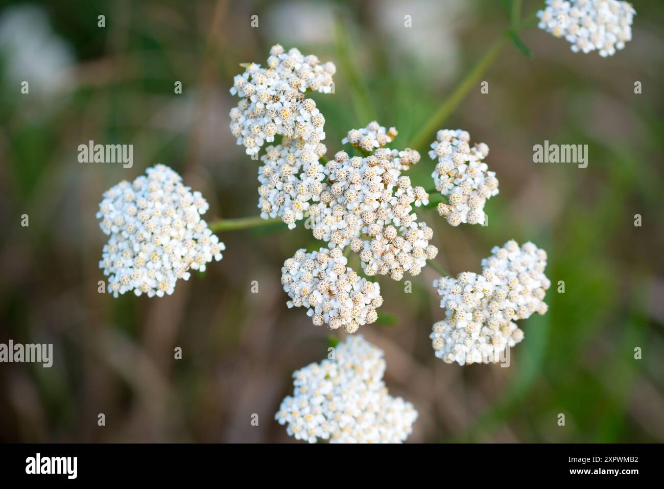 Common yarrow, Achillea millefolium meadow flowers closeup selective ...