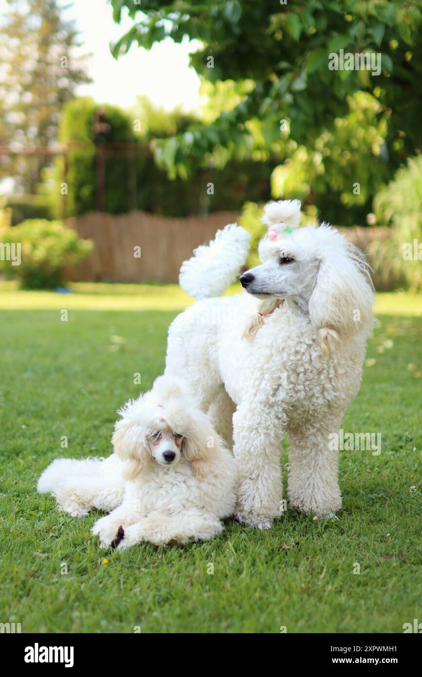 Two poodles are on the garden. Both are young Stock Photo - Alamy