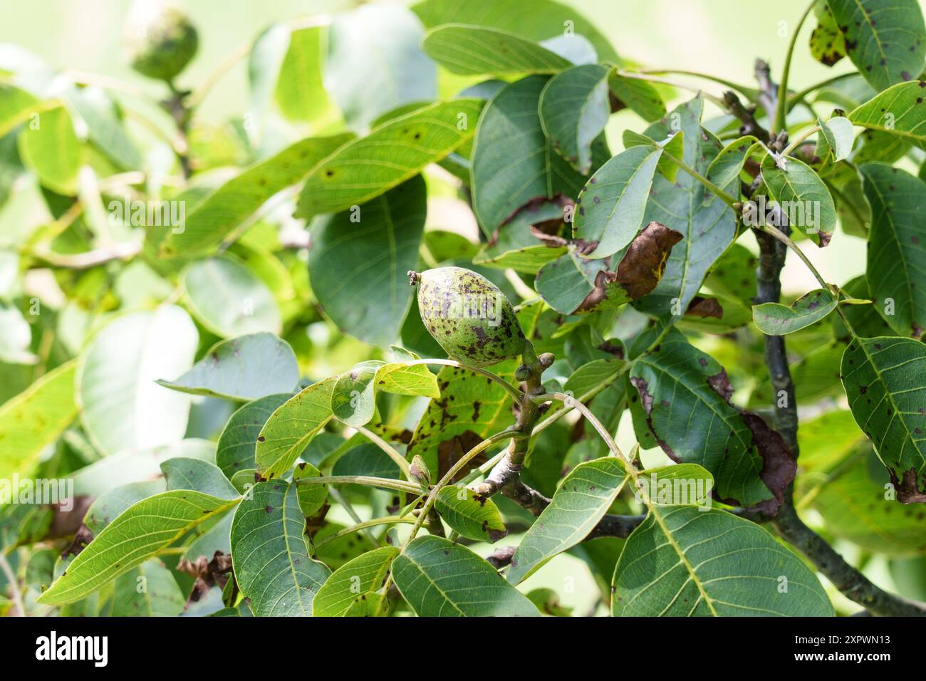 Damaged diseased green fruits and leaves of a walnut tree on a farm ...