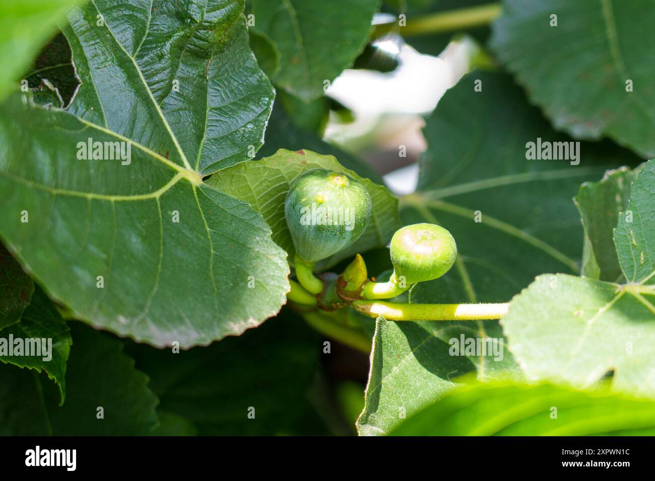 Growing young green fruits of fig plant close up with large succulent ...