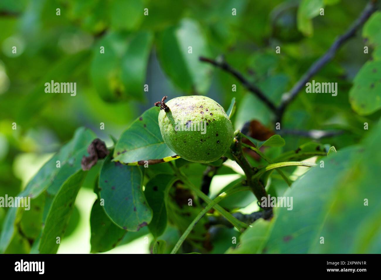 Green walnut fruits with rust spots and diseased leaves on a tree ...