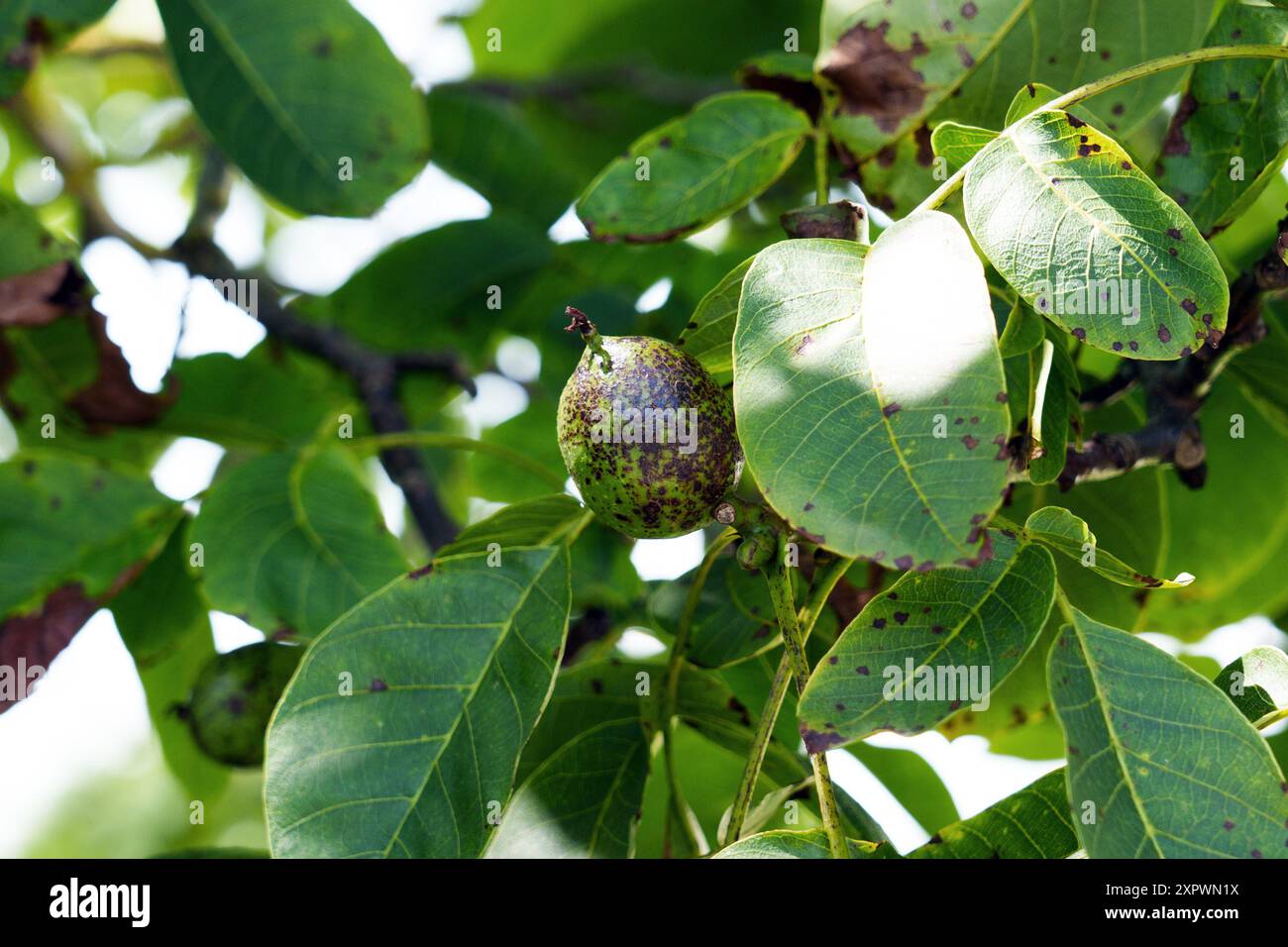 Fruits and green leaves of a wild walnut tree damaged by a fungal ...