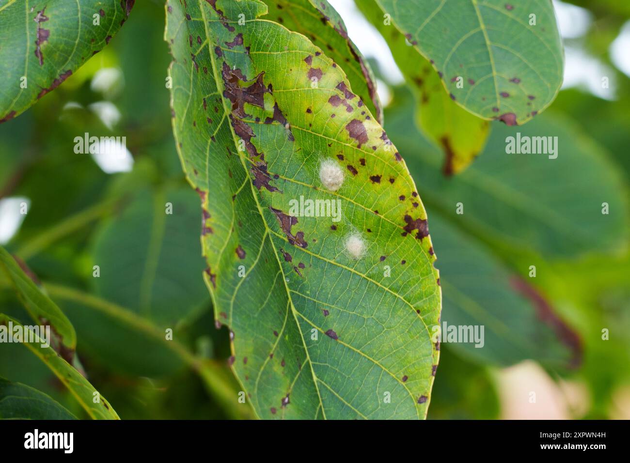 Diseased walnut tree leaves. Fungal infections with distinct ...