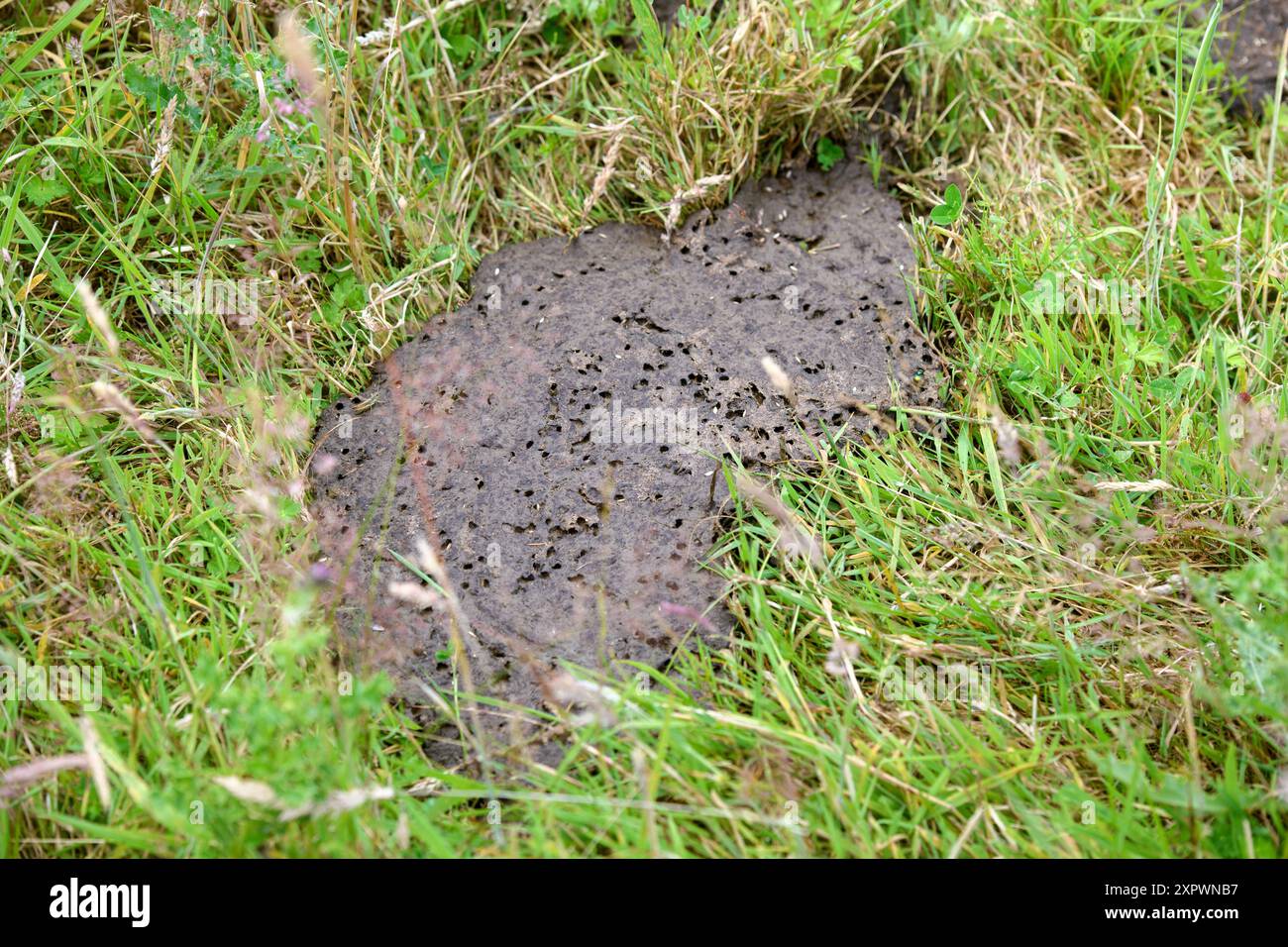 A cow pat Stock Photo - Alamy