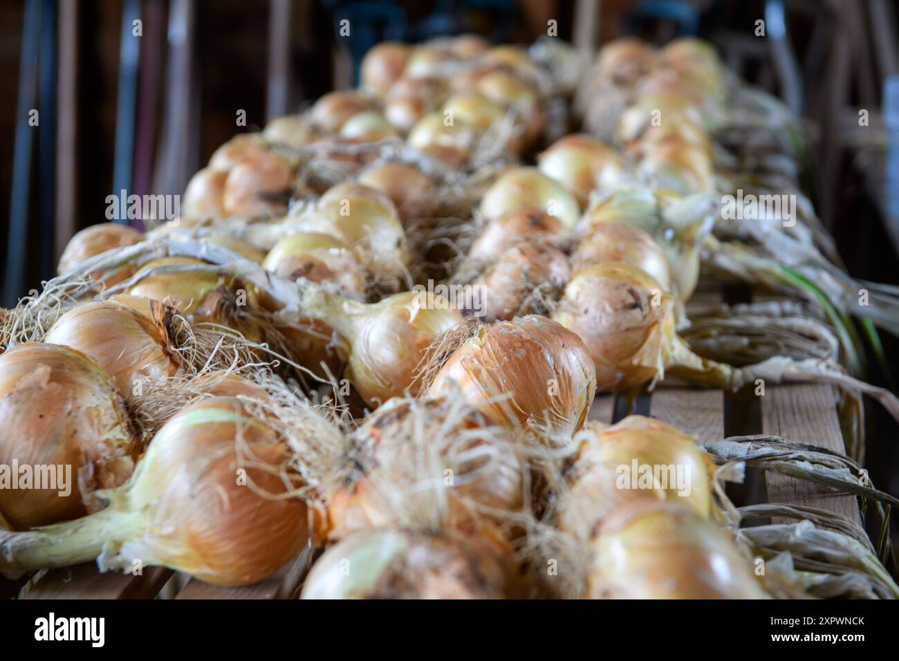 Alliums onions hi-res stock photography and images - Alamy