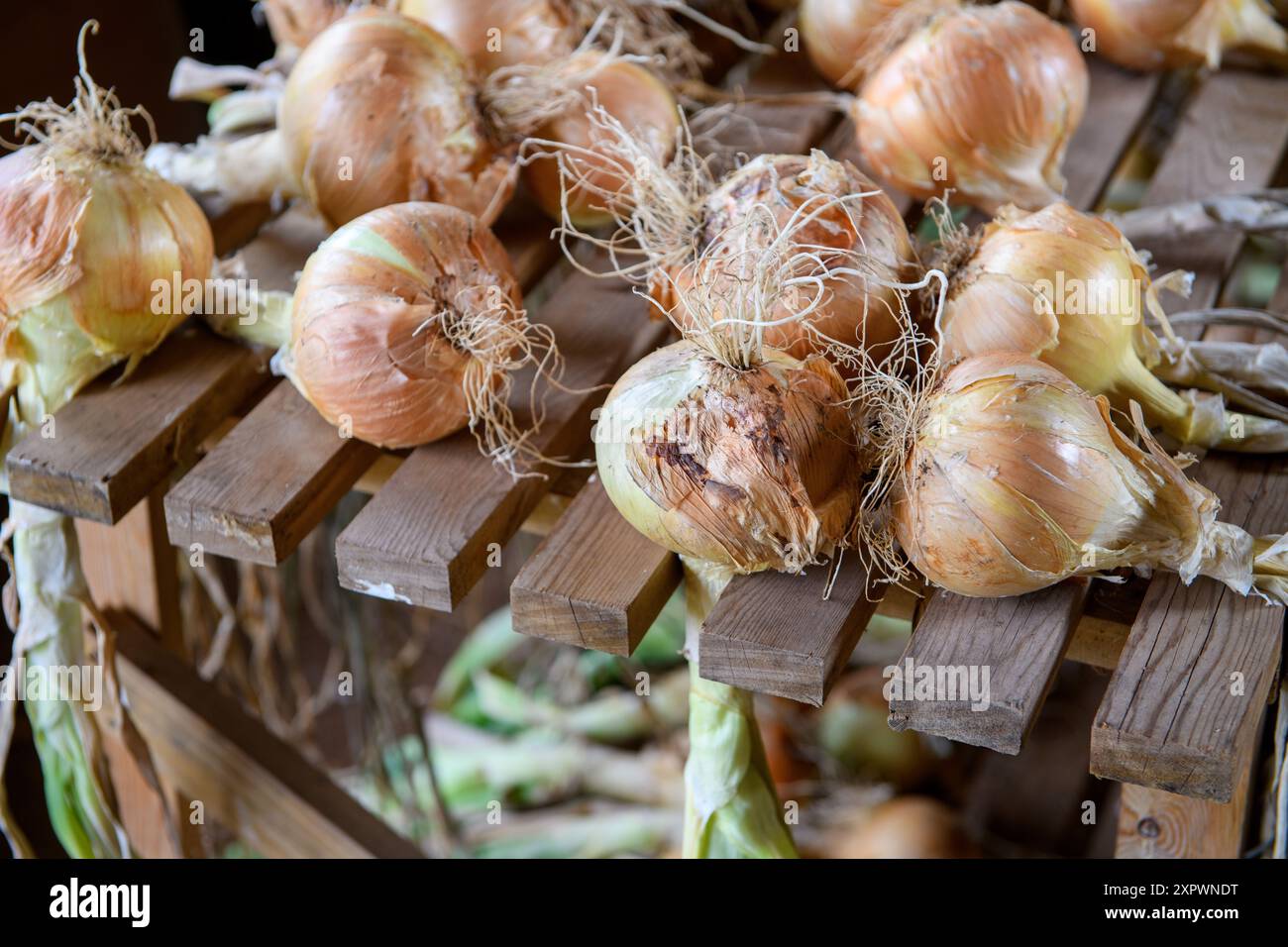 Alliums onions hi-res stock photography and images - Alamy