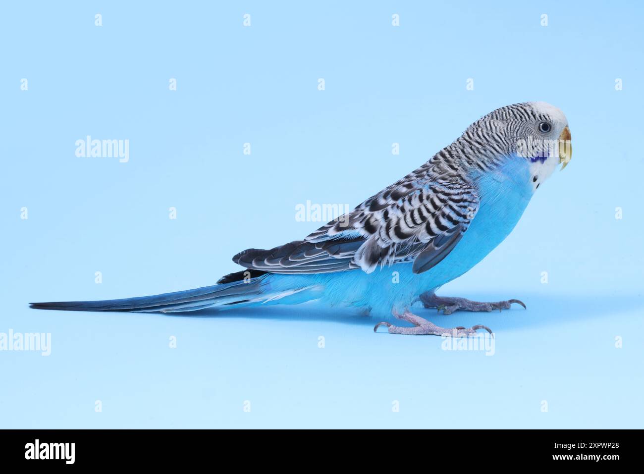 Beautiful bright parrot on light blue background. Exotic pet Stock ...