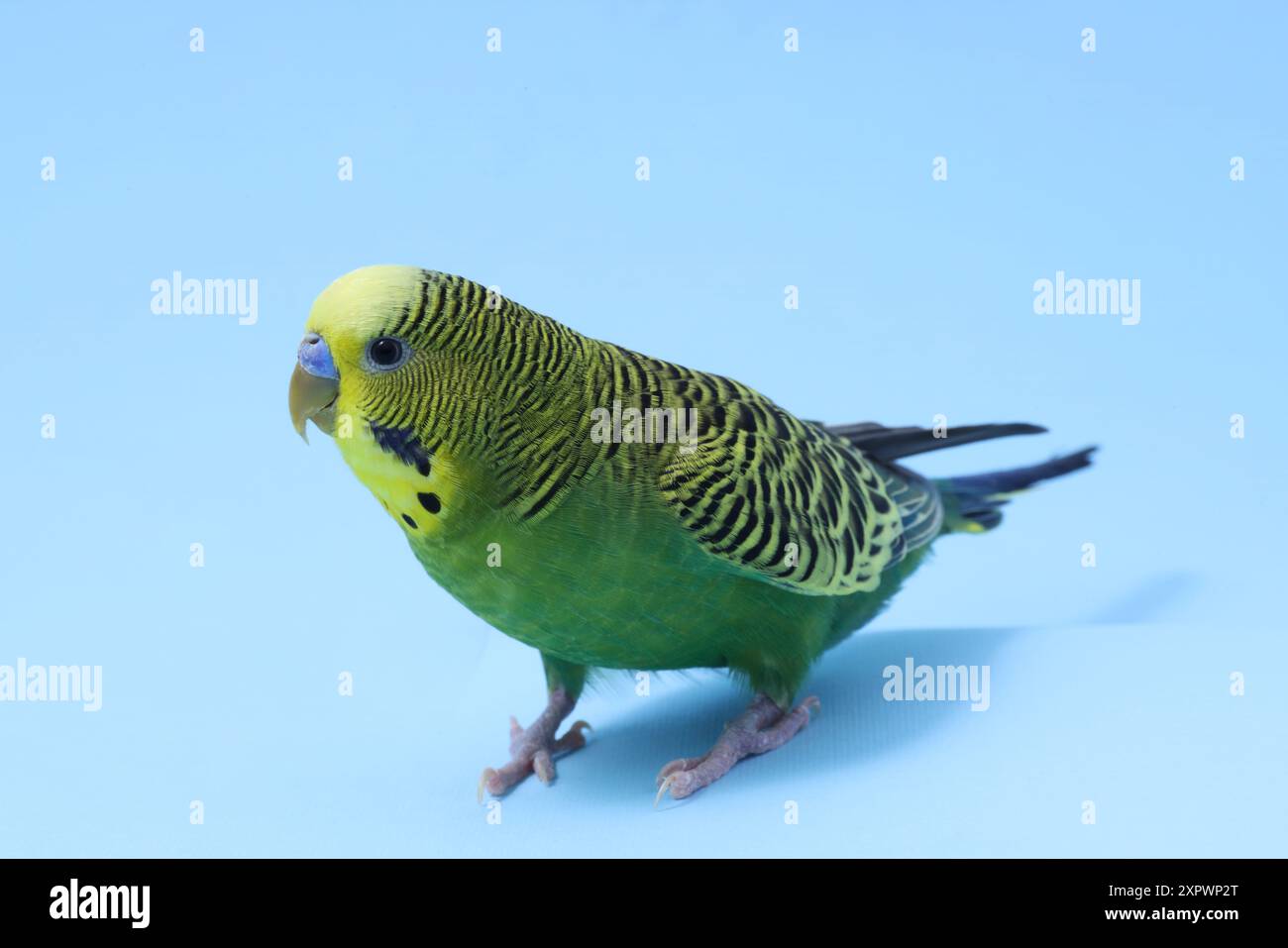 Beautiful bright parrot on light blue background. Exotic pet Stock ...