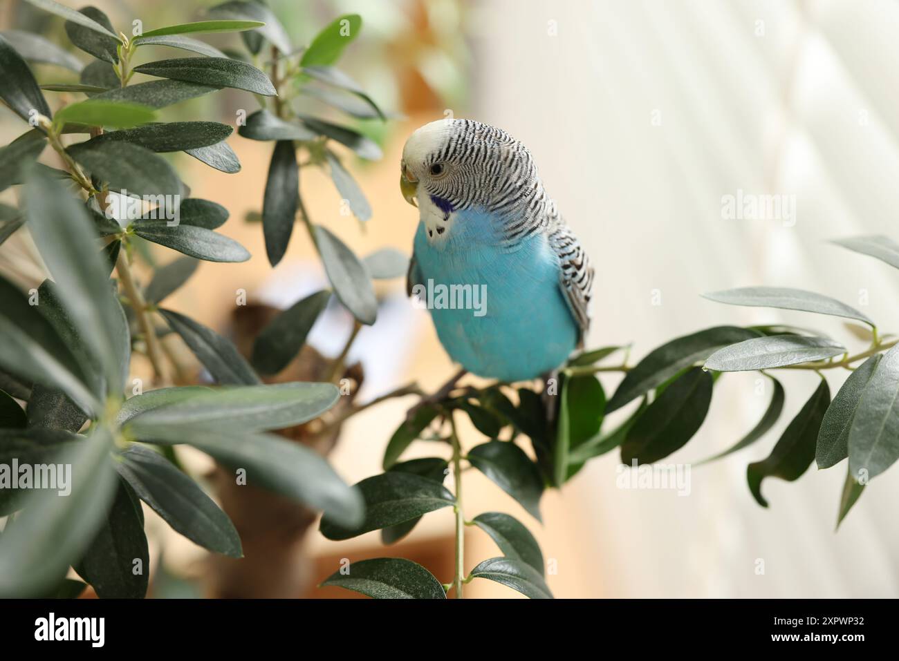 Pet parrot. Beautiful budgerigar sitting on tree indoors Stock Photo ...