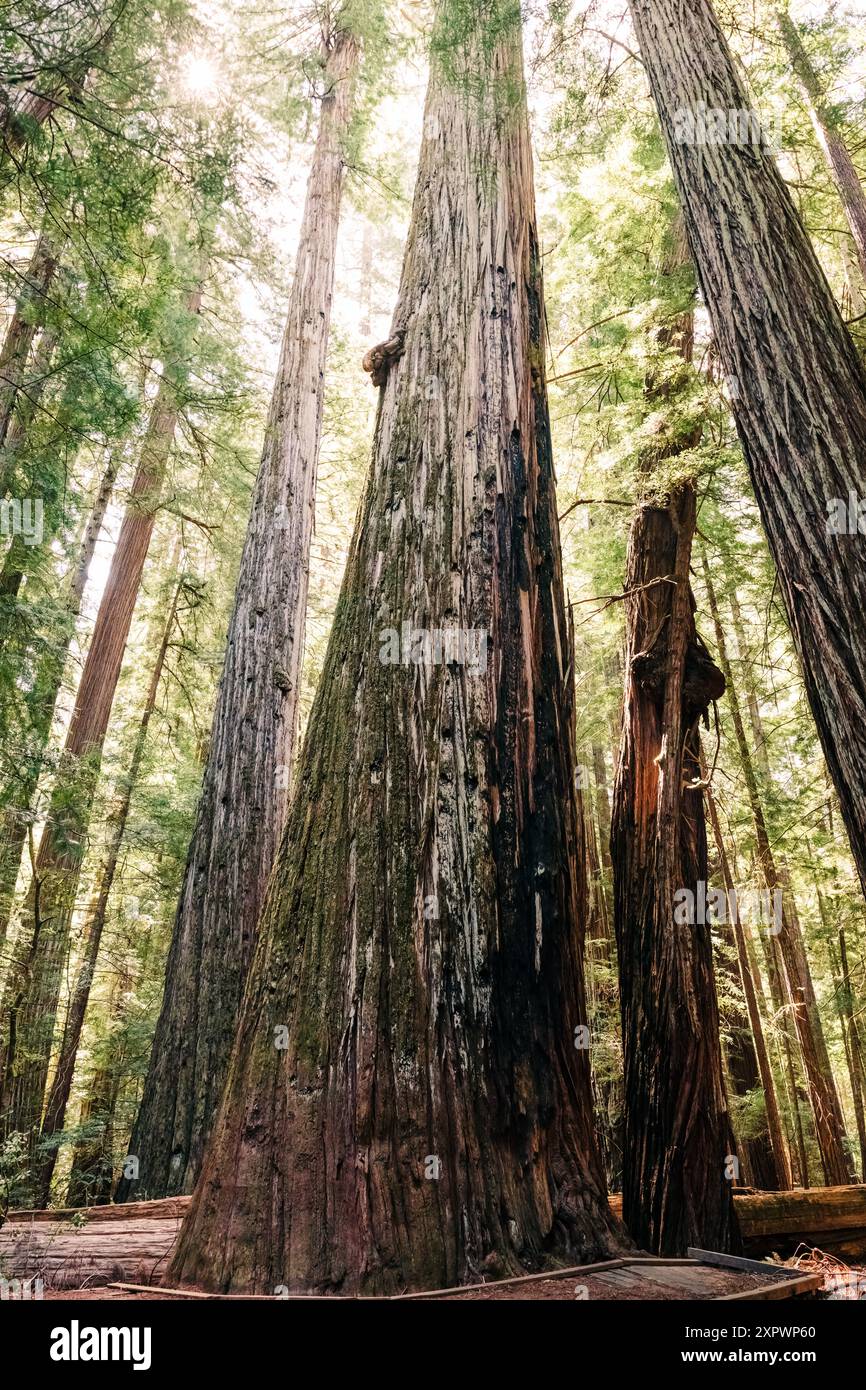 Tall Redwood Trees Towering Above in Dense Forest Stock Photo - Alamy