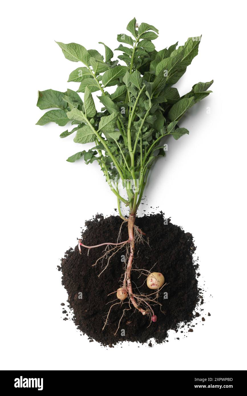 Potato plant with tubers and soil isolated on white, top view Stock ...
