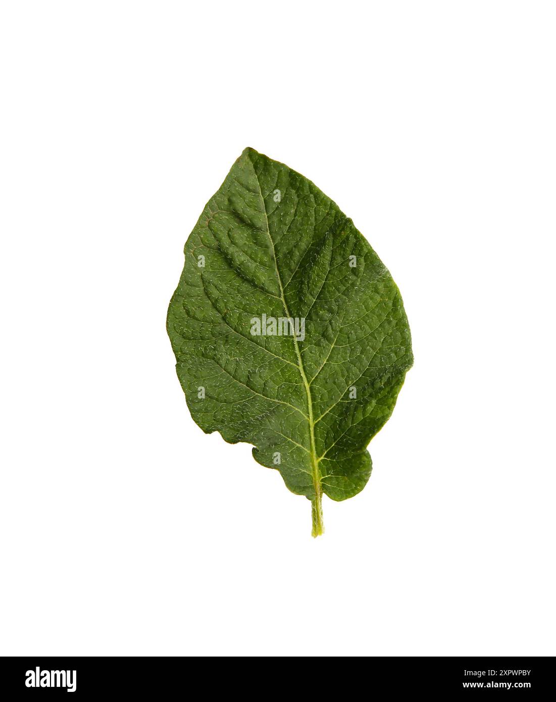 Green potato plant leaf isolated on white Stock Photo - Alamy