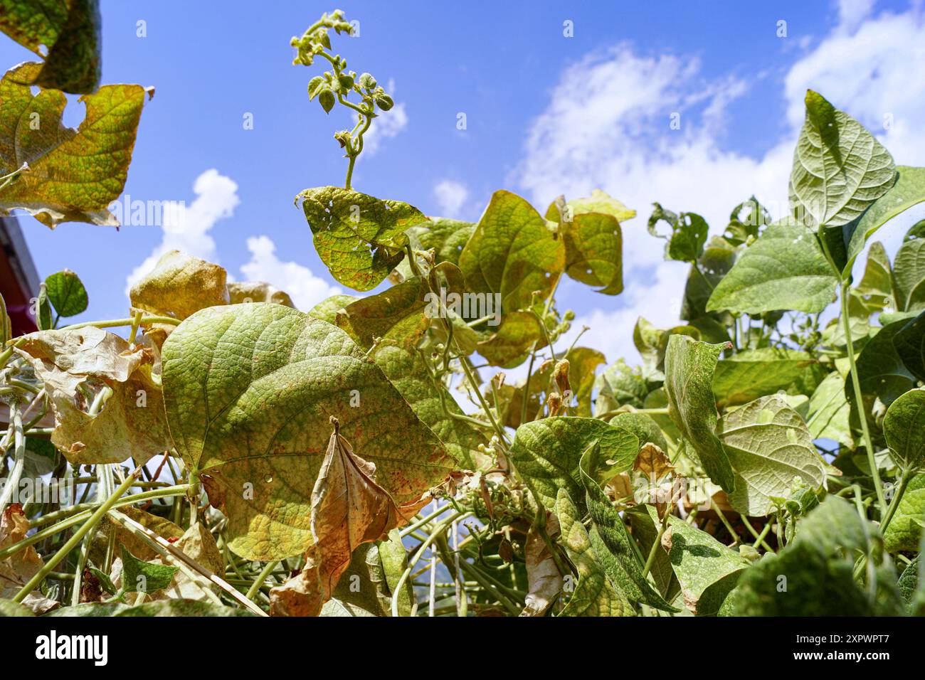 Branches of climbing green beans infested with yellow spider mite ...