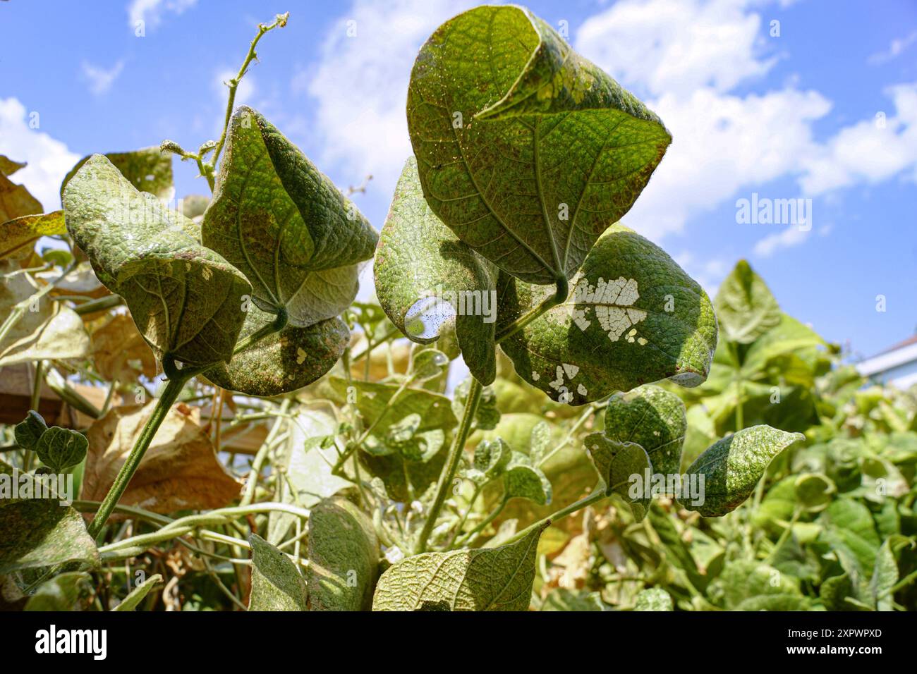 Close-up of damaged leaves of climbing green beans against a blue ...