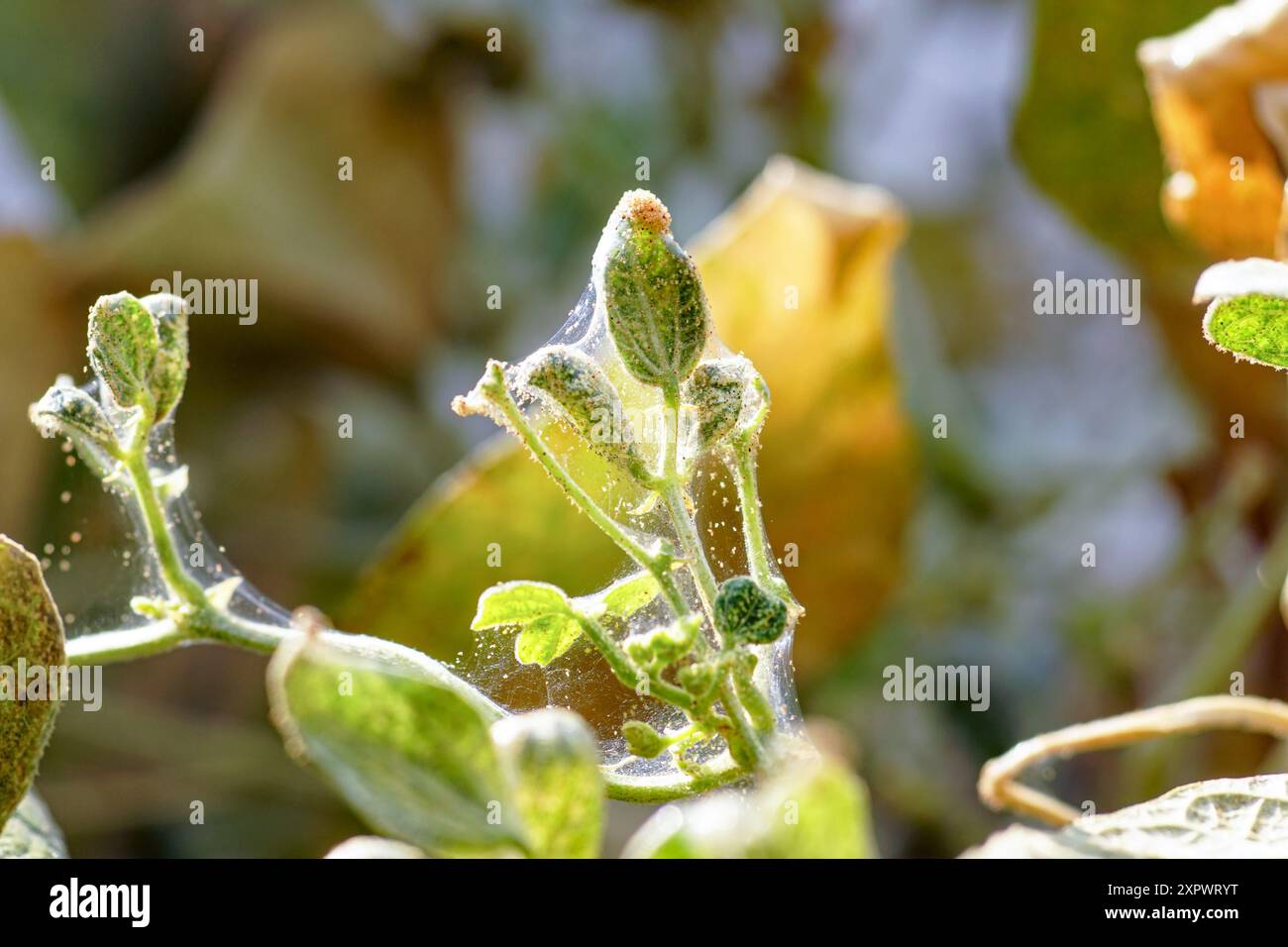A young branch of green beans covered in webbing with a large number of ...