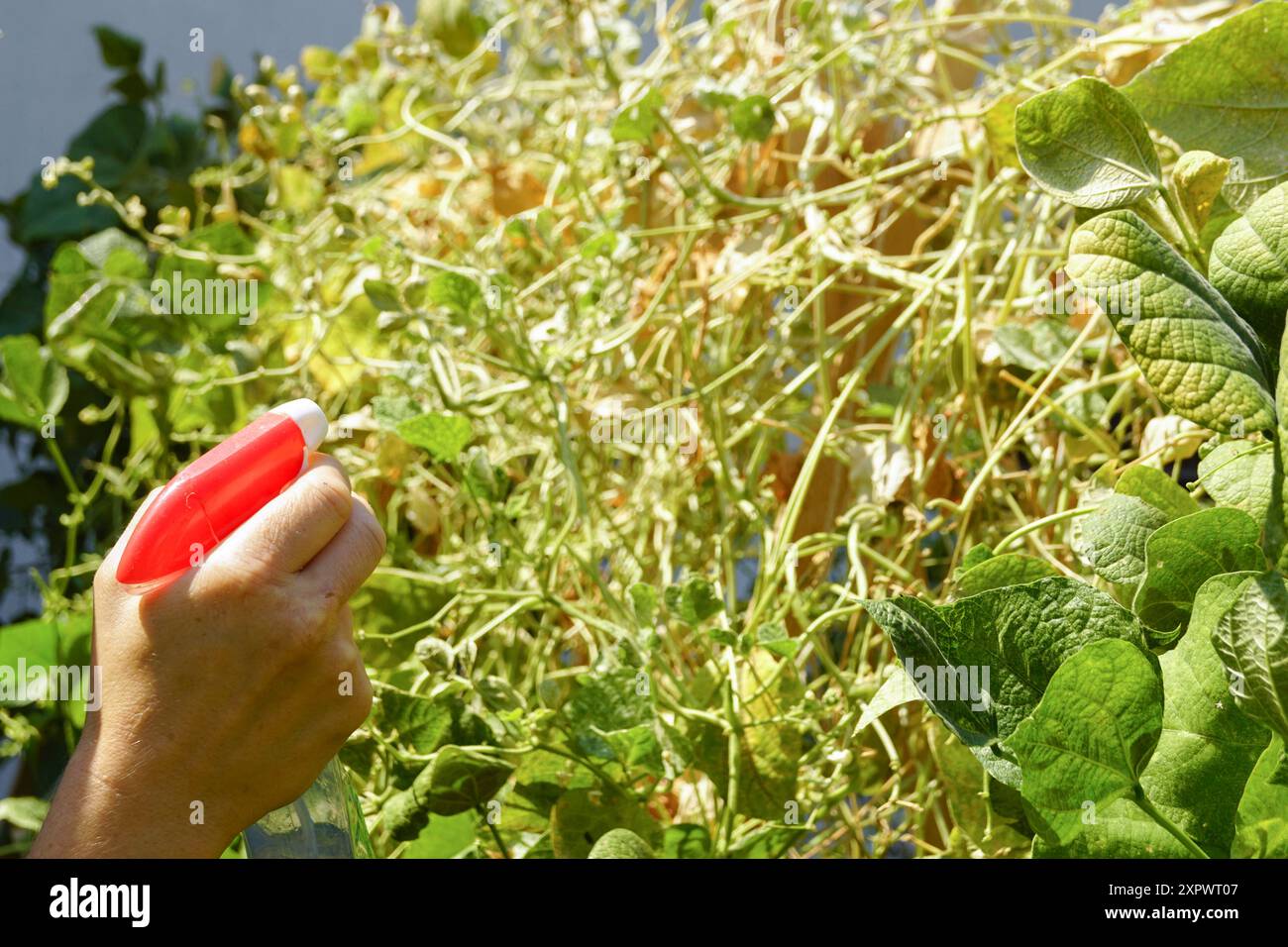 Treatment of green beans affected by spider mites: a man's hand with a ...