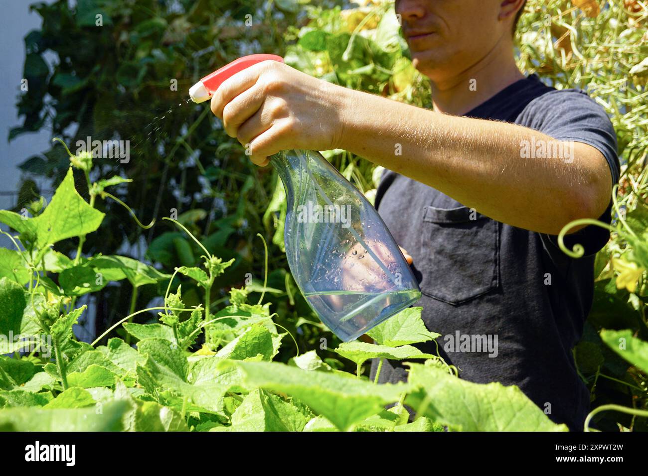 Preventing pests on vegetable crops using biological preparations: a ...