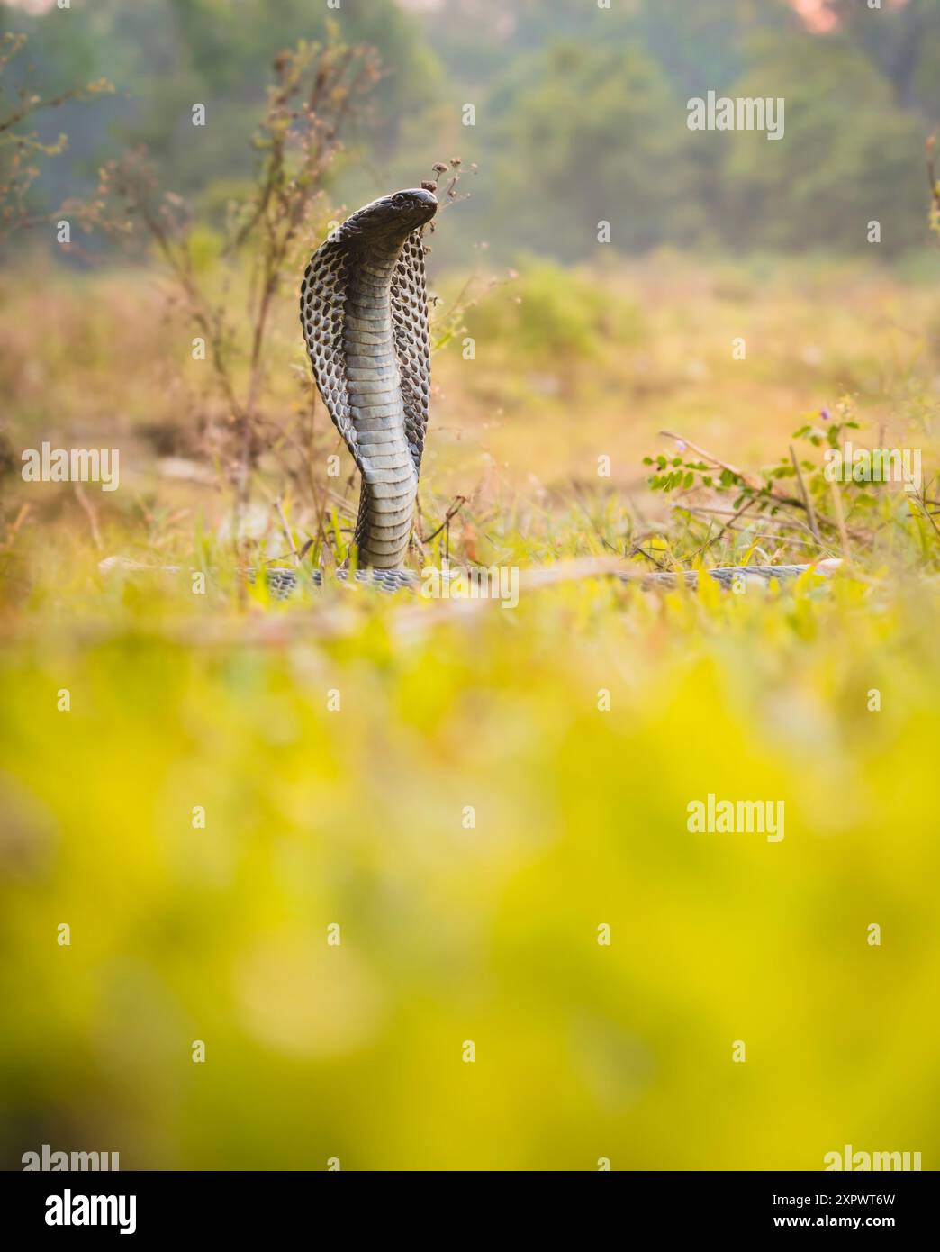 Indian cobra hi-res stock photography and images - Alamy