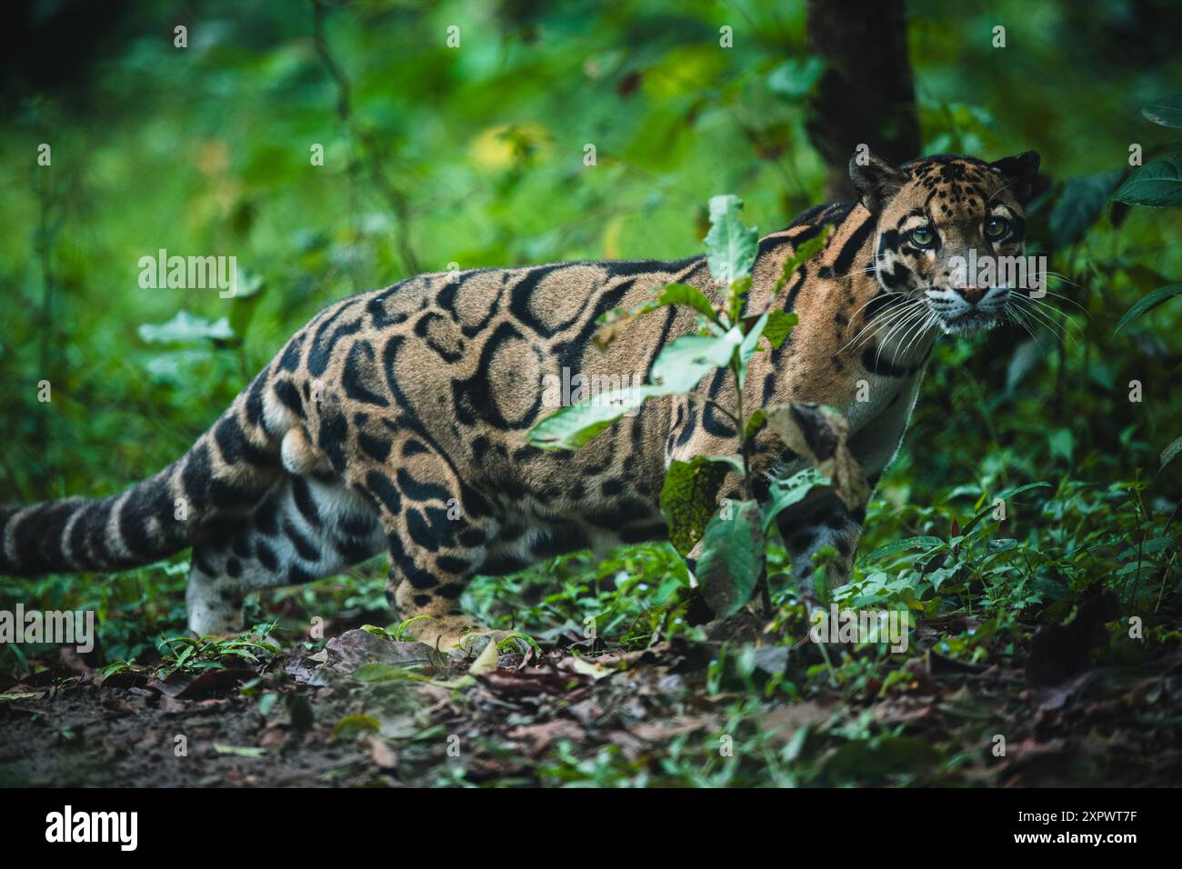 Clouded fur pattern hi-res stock photography and images - Alamy