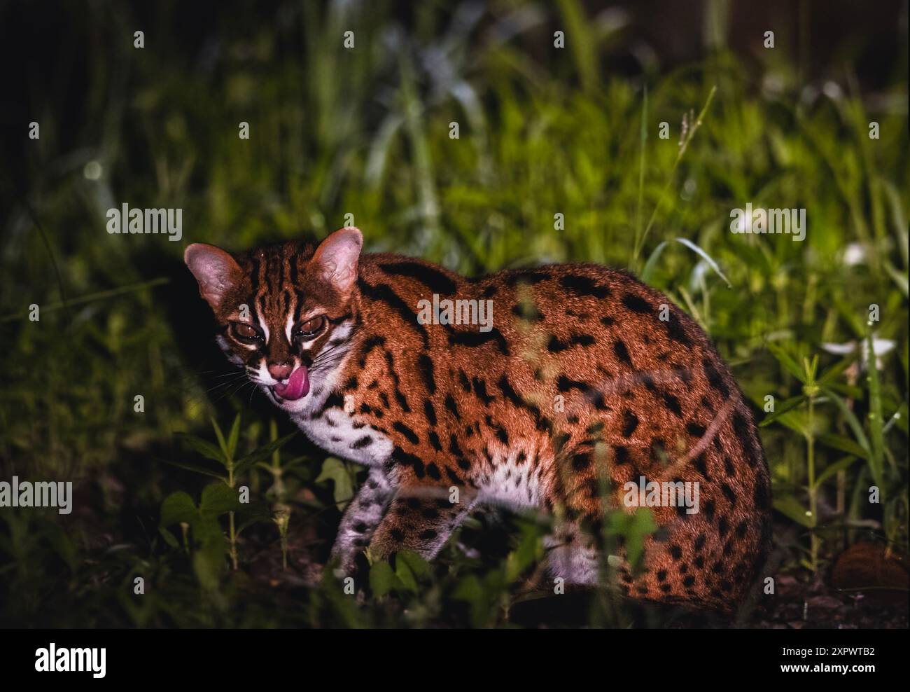 Asian leopard hi-res stock photography and images - Alamy