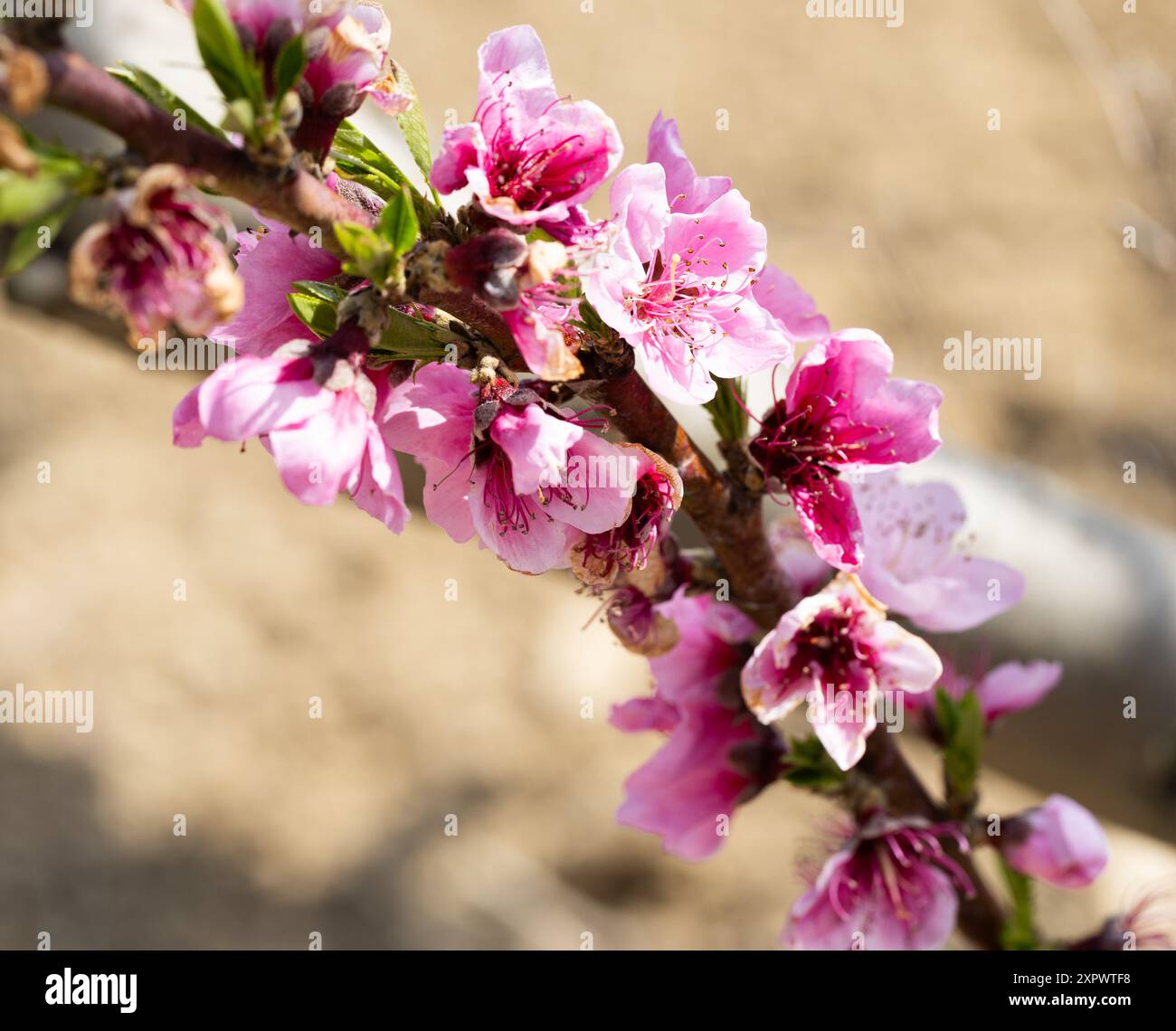 Peach flowering trees in gardens in spring Stock Photo - Alamy