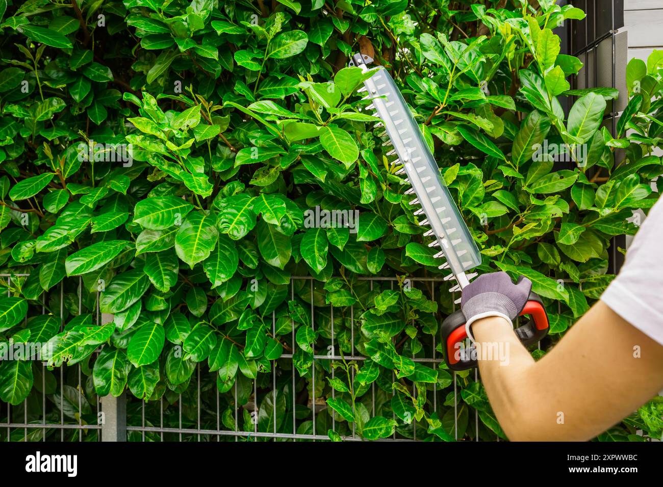 Garden worker using hedge trimmer to cut the bushes in backyard ...
