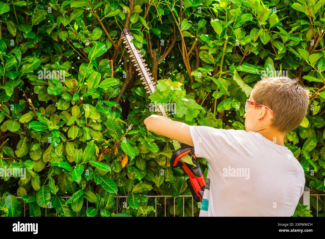 Garden worker using hedge trimmer to cut the bushes in backyard ...