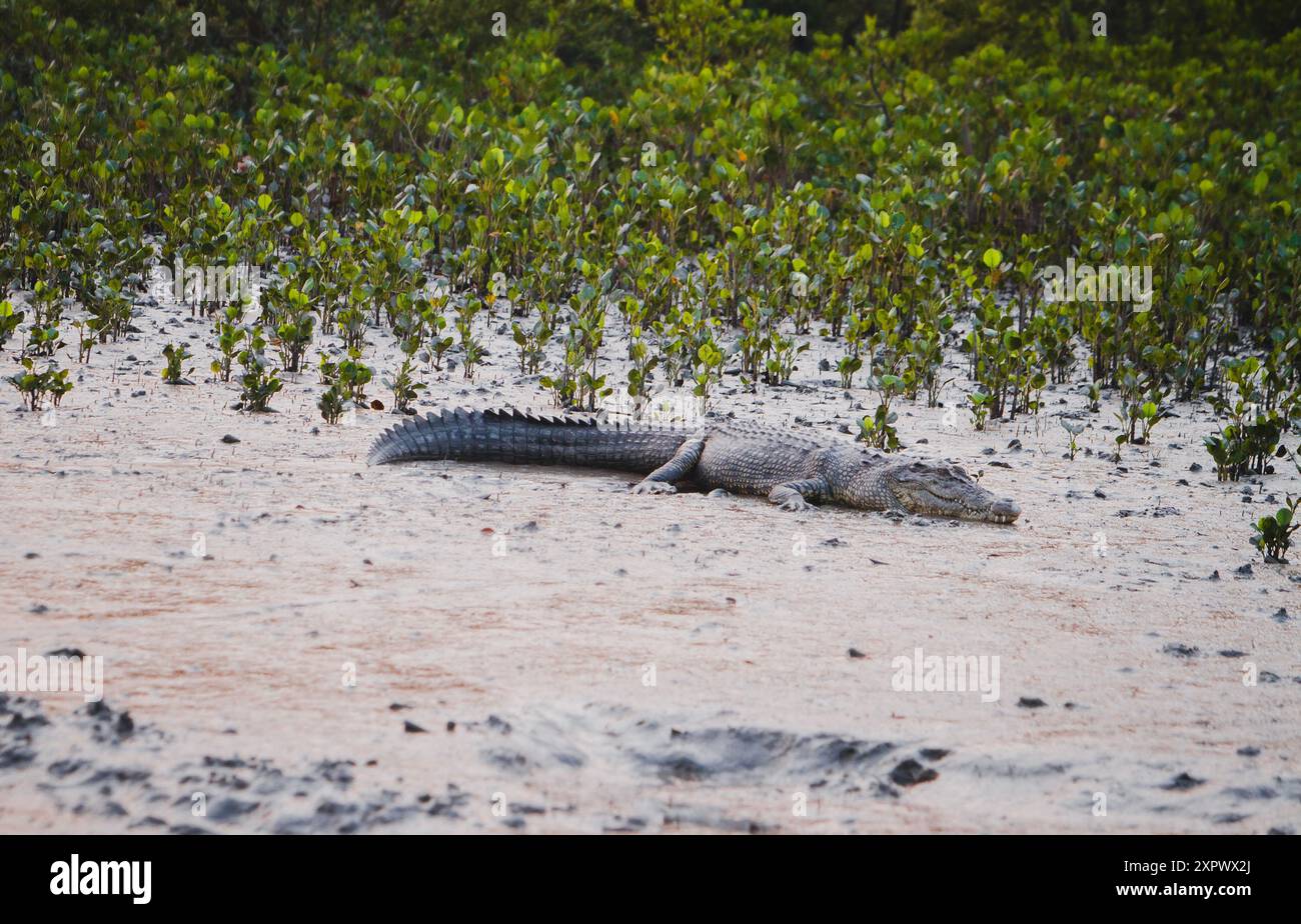 salt water crocodile from Sundarbans mangrove Stock Photo - Alamy